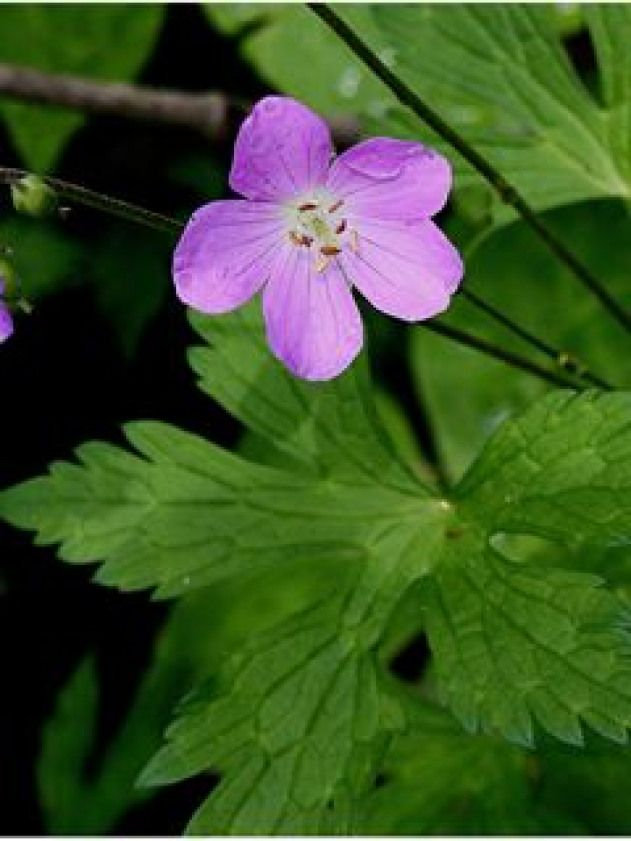 Geranium maculatum