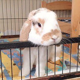 Rabbit rescue | Olinda | Rabbit Run-Away Orphanage