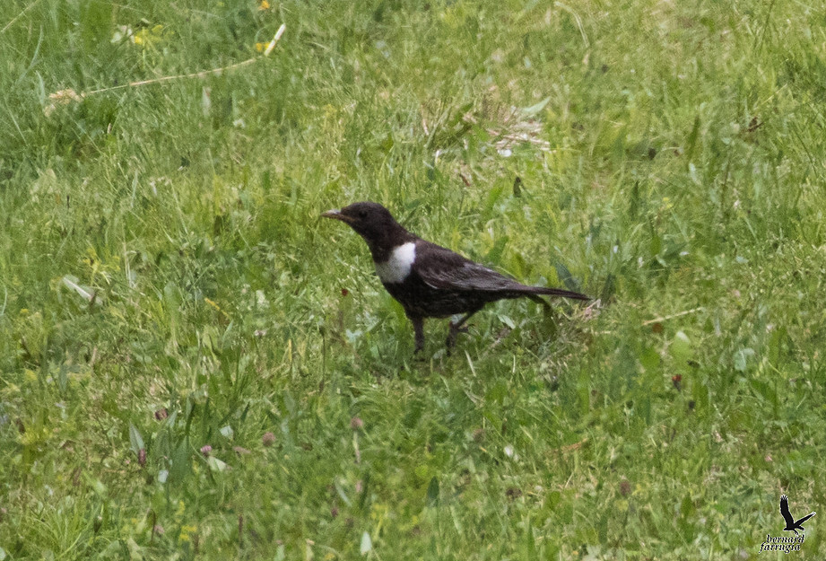 Thrushes | Birds of Malta