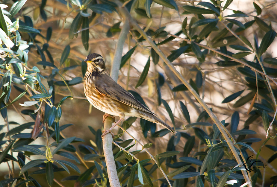 Thrushes | Birds of Malta