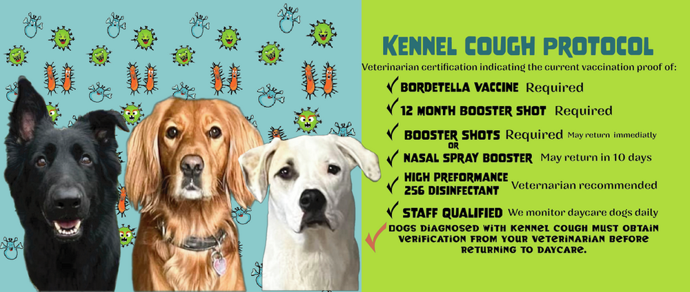 Kennel Cough: The Beach Dog Protocol