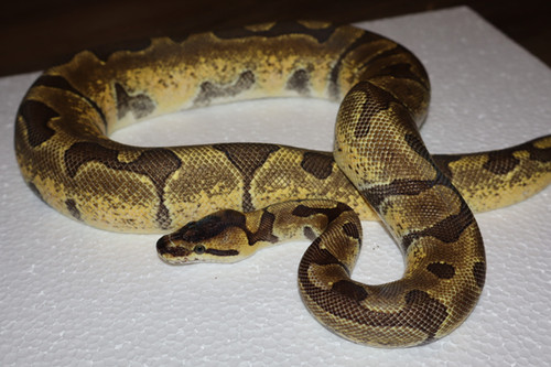 Super Enchi Ball Python- Sub Adult Female | Savvy Reptiles