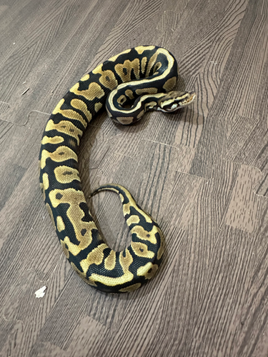 Ball Python - Male - Chocolate, Enchi, Spotnose, Het Clown | Savvy Reptiles