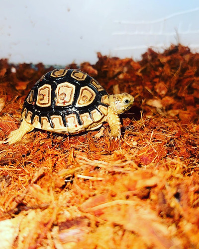 Leopard Tortoise - Baby | Savvy Reptiles