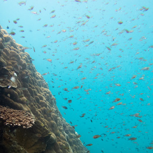 Trip Reports | Dive In Bintan