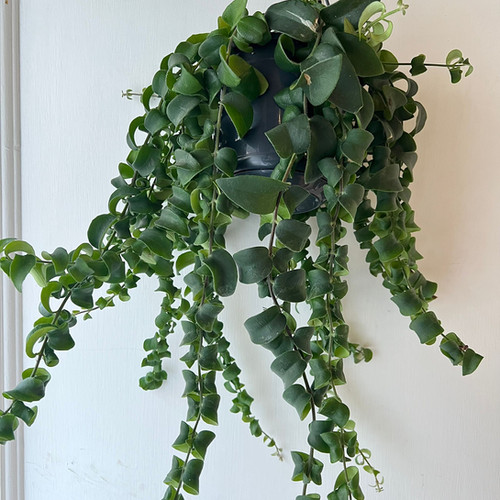 Aeschynanthus radicans 'Rasta' (Hanging Pot) | Lipstick Plant ...