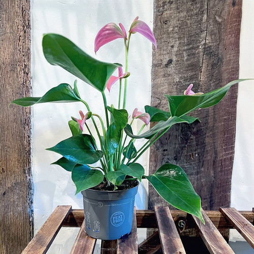 Anthurium 'Joli Duo' | Pink Flamingo Flower | Stamford Botanics