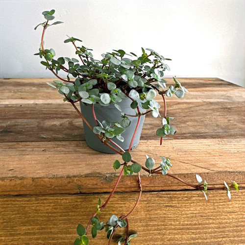 Pilea glaucophylla 'Greyzy' | Silver Sparkle Plant (Mini) | Stamford ...