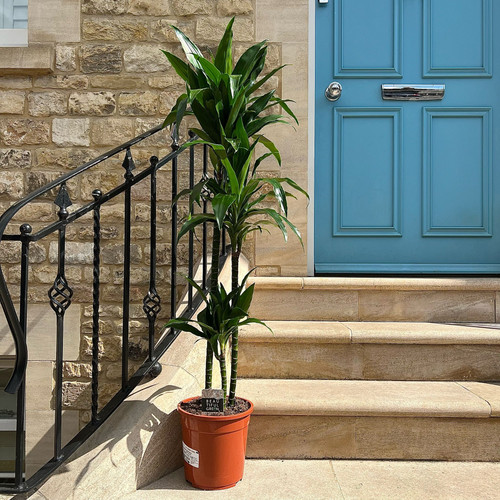 Dracaena fragrans 'Janet Craig' | Dragon Tree | Stamford Botanics