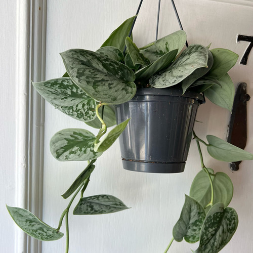Scindapsus pictus 'Silvery Ann' | Satin Pothos | Stamford Botanics
