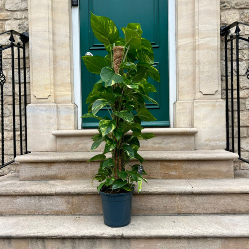 Epipremnum aureum on Moss Pole | Golden Pothos | Stamford Botanics