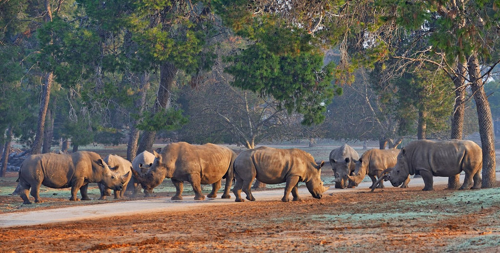 Animals & Zoos | LoveLoveIsrael