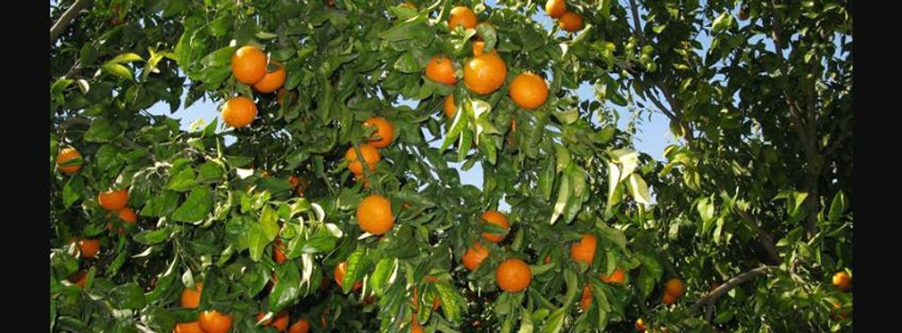 Orange Picking – Bitan Aharon