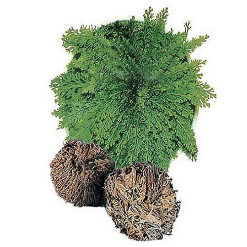 Rose of Jericho | realresultsbyandyllc