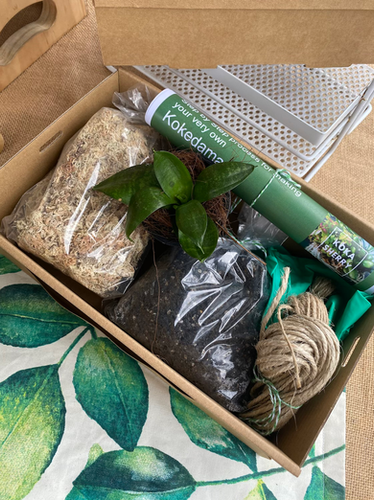 DIY Kokedama Kits | Koka Sherry