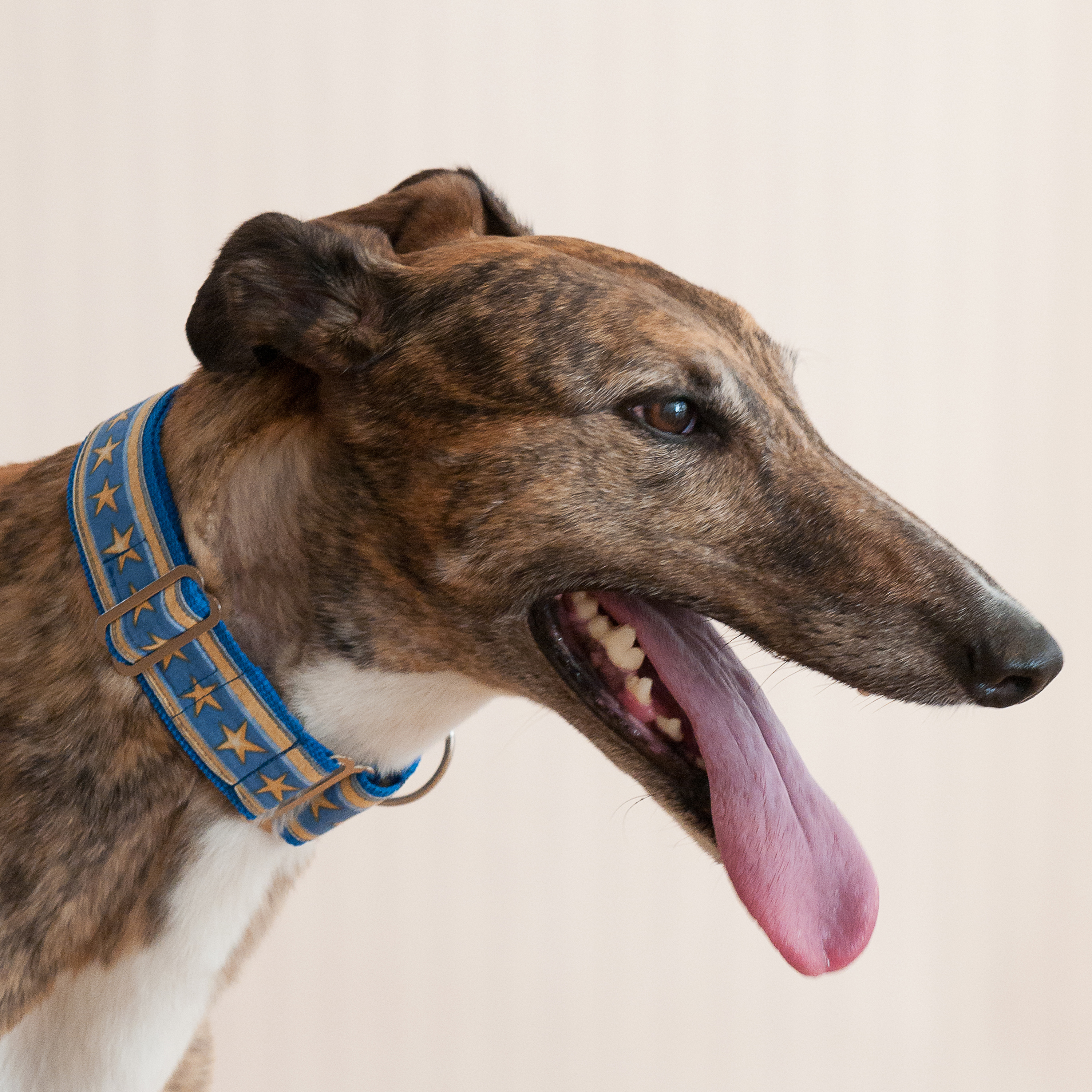 Custom Pet Apparel | Dogn'I Apparel | United States