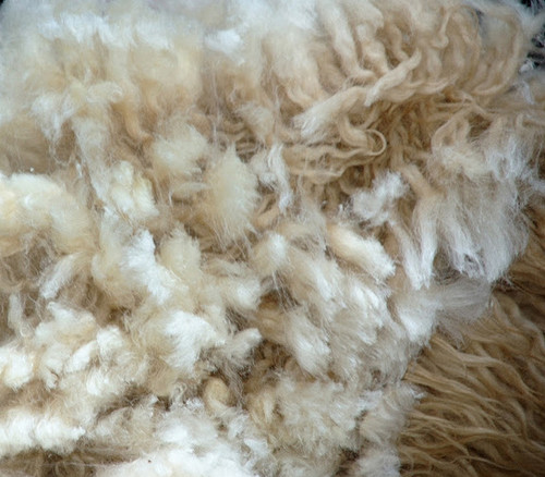 Laine brute en suint | Laines d'ici