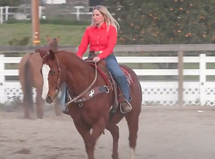 Symphony Reviews | A Horse of Course Nutrition