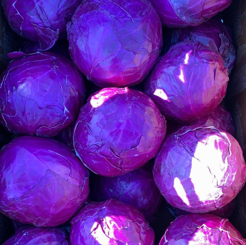 Cache Produce: Leading Organic Growers in California, Texas & Mexico