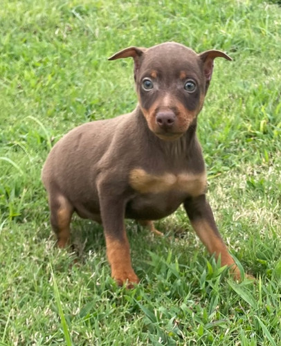 Chance-Male Min Pin | Hunter Ridge Kennels