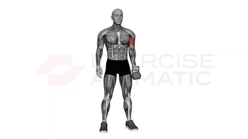 Kettlebell Single Arm Curl | Exercise Animatic