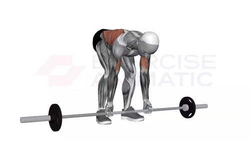 Barbell Supinated Pendlay Row | Exercise Animatic