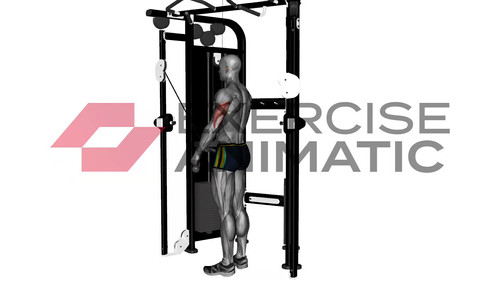 Tricep rope extension on crossover machine | Exercise Animatic