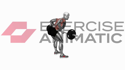 Barbell Underhand Bent-over Row | Exercise Animatic
