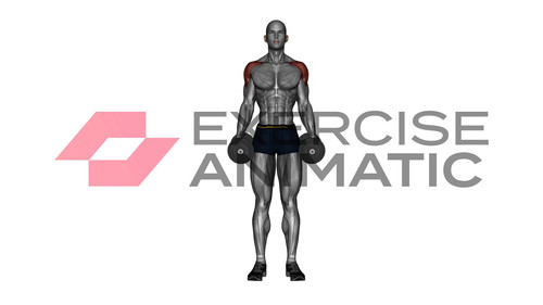 Dumbbell armpit row | Exercise Animatic