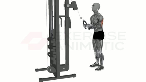 Tricep Rope Extension on Crossover Machine | Exercise Animatic