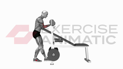Dumbbell Standing One Arm Curl Over Incline Bench | Exercise Animatic