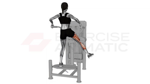 Multi Hip Abduction Female | Exercise Animatic