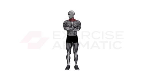 Half Neck Rolls | Exercise Animatic