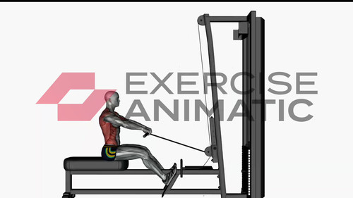 Straight bar cable row close grip | Exercise Animatic