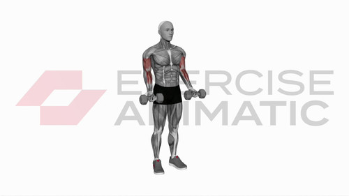 Dumbbell Half Biceps Curl for 21s | Exercise Animatic