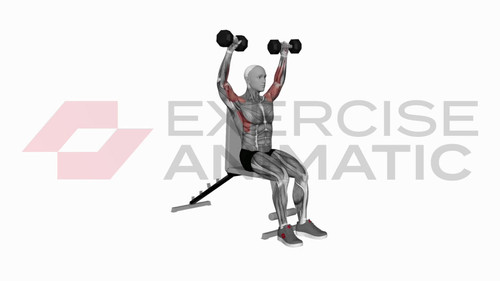 Dumbbell Arnold Press Seated | Exercise Animatic