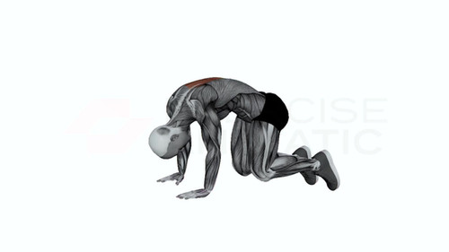 Cat Pose | Exercise Animatic