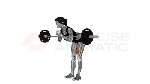 Barbell Zercher Good Morning Female | Exercise Animatic
