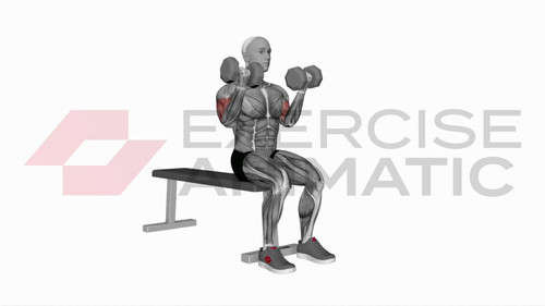Dumbbell Seated Curl | Exercise Animatic