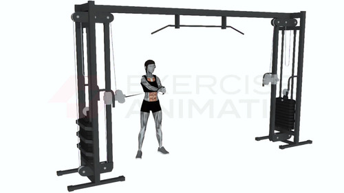 Cable Core Palloff Press Female | Exercise Animatic