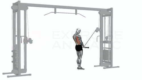 Cable Lat Prayer | Exercise Animatic