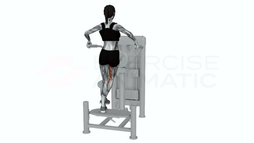 Multi Hip Adduction Female | Exercise Animatic