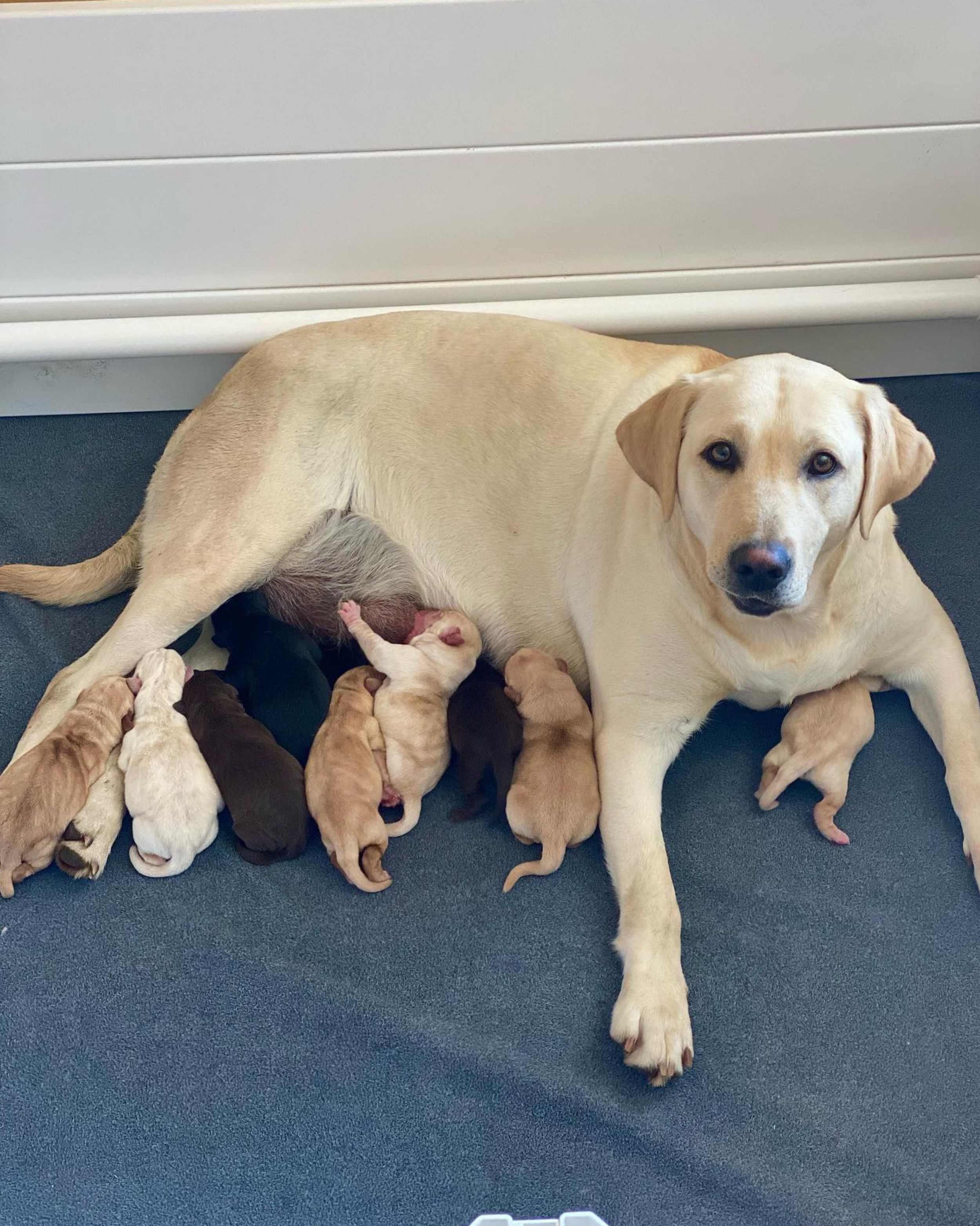 Lab Puppies For Sale in NC | Ruff Country Labradors
