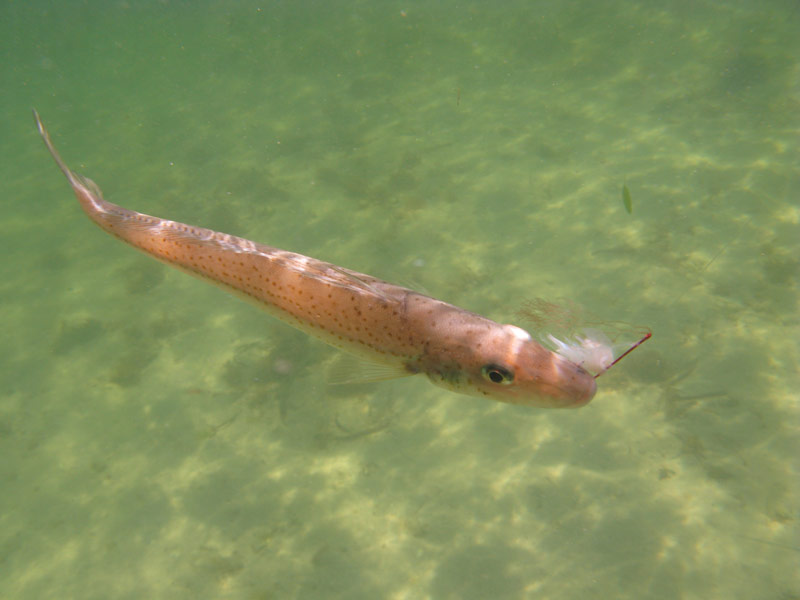 Metro Winter Whiting | Alex Ciccozzi | Fishing SA Magazine | King ...