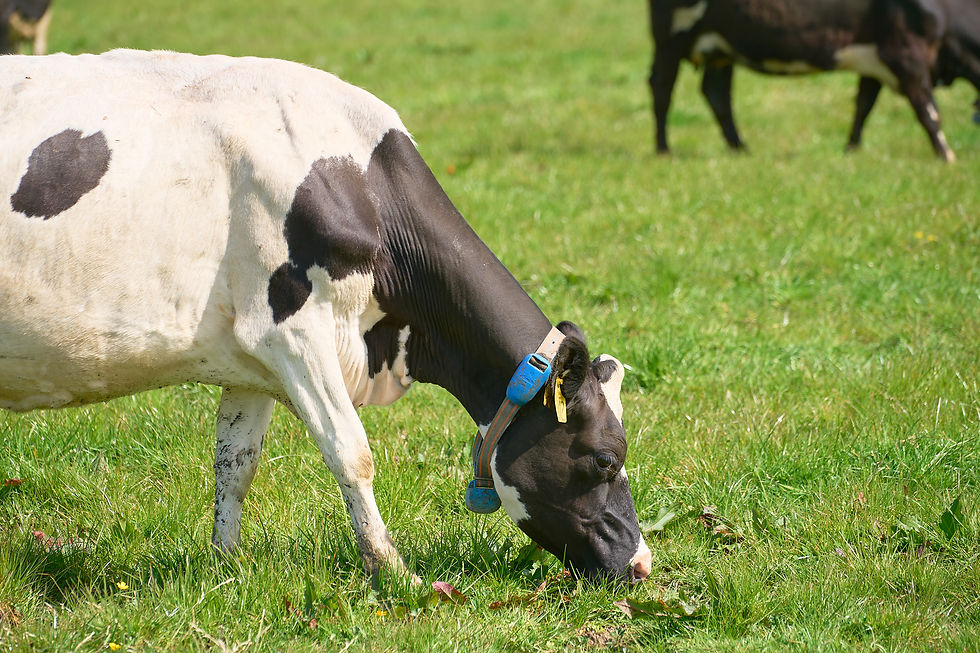 THE BENEFITS OF MONITORING EATING AND RUMINATION IN INDIVIDUAL COWS
