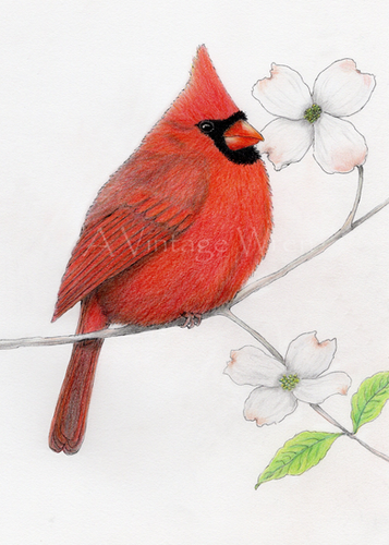 Northern Cardinal Art Print With Double Mat / Cardinal illustration ...