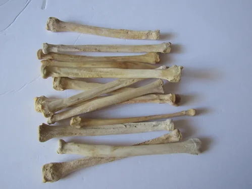 Coyote Leg Bone, Large | The Cauldron Black