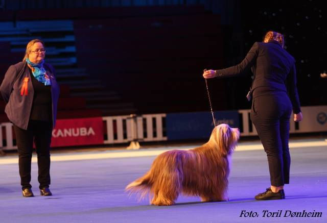 Innlegg | Kennel La-Faja