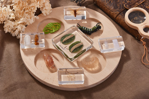 Silkworm Life Cycle | Natura Toys