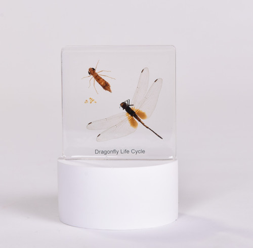 Dragonfly Life Cycle Specimen | Natura Toys